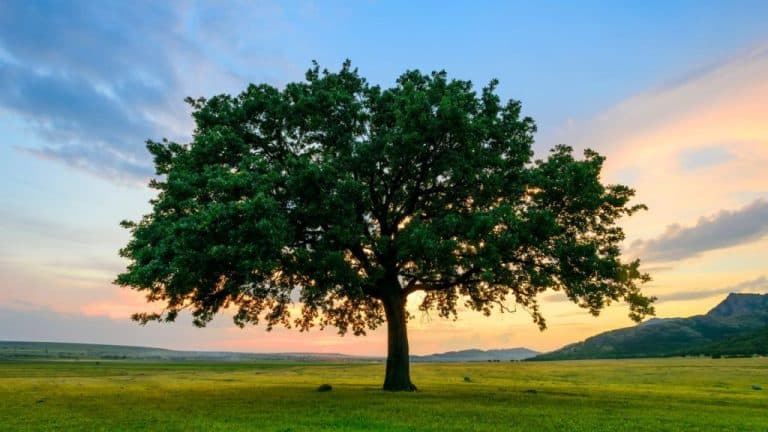 Oak Trees and the Soil: Do They Really Turn the Ground Acidic? | TreeNewal