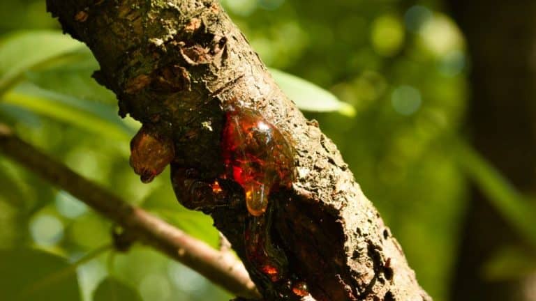 Insects that Threaten Texas Trees | Treecare Experts