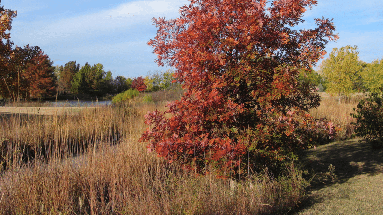 The Average Lifespan and Cycle of an Oak Tree | TreeNewal