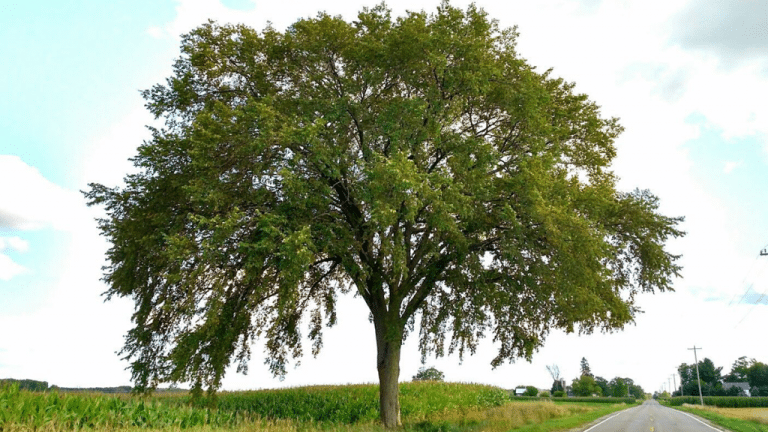 Why Is My Oak Tree Bark Splitting? | Treenewal