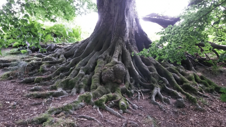 The Average Lifespan and Cycle of an Oak Tree | TreeNewal