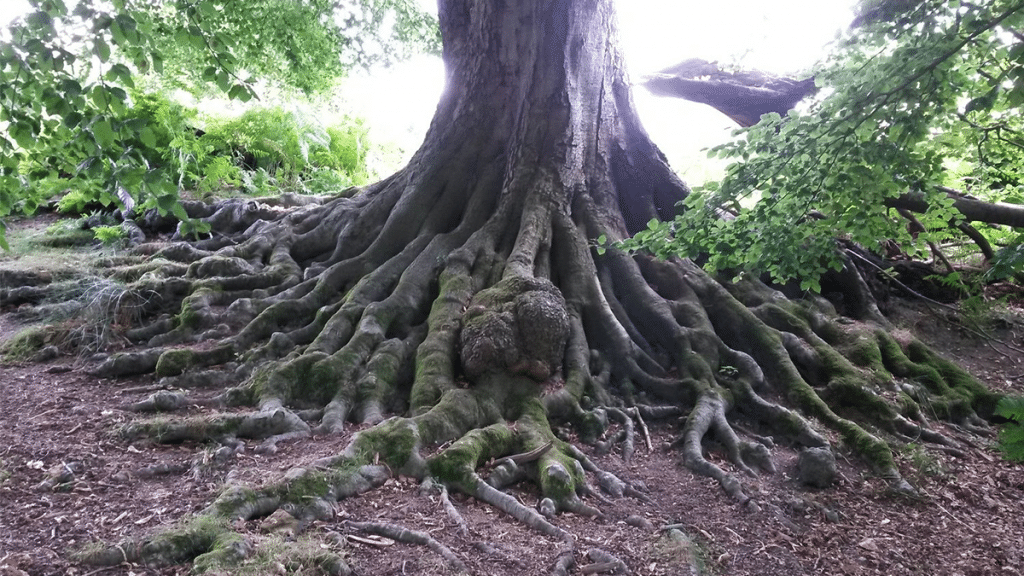 What Is A Tree Survey And When Do I Need It Tree Survey