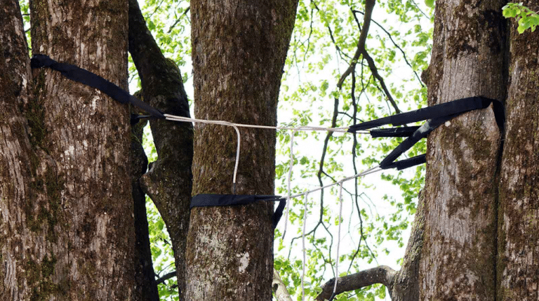 How to Plant a Live Oak Tree: The Ultimate Guide | TreeNewal