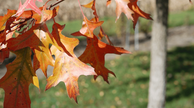 Oak Trees and the Soil: Do They Really Turn the Ground Acidic? | TreeNewal
