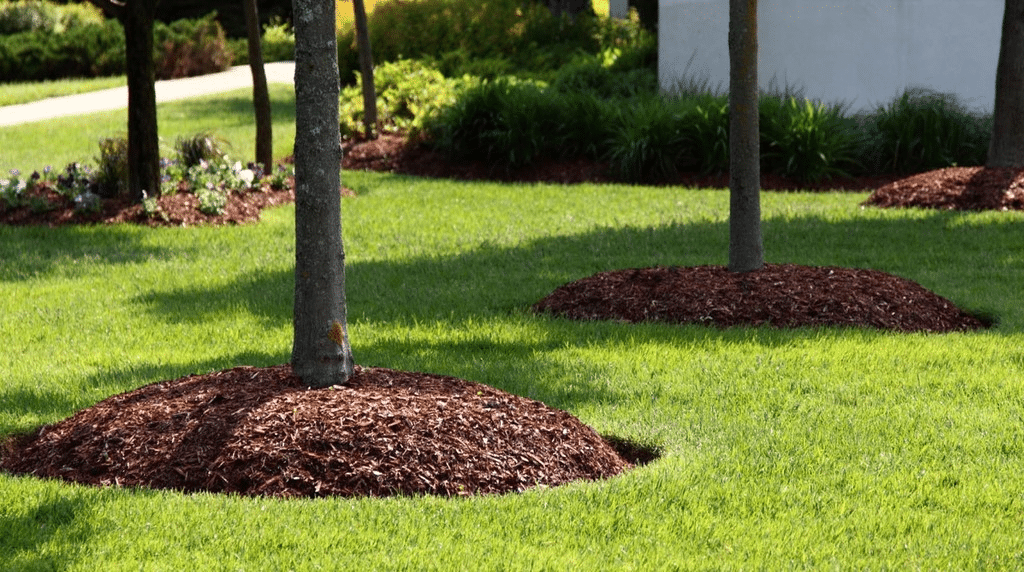 How To Mulch Around A Tree Treenewal