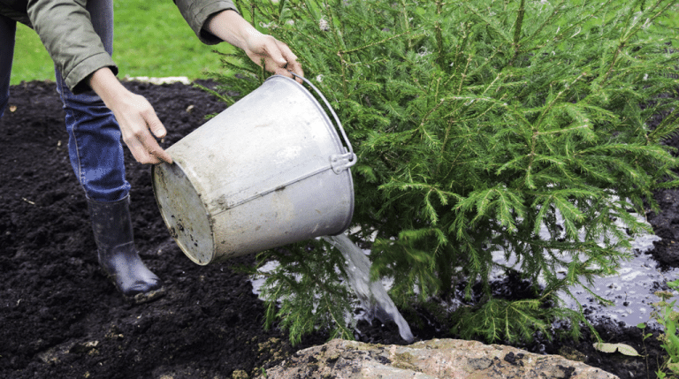 How to Plant a Live Oak Tree: The Ultimate Guide | TreeNewal