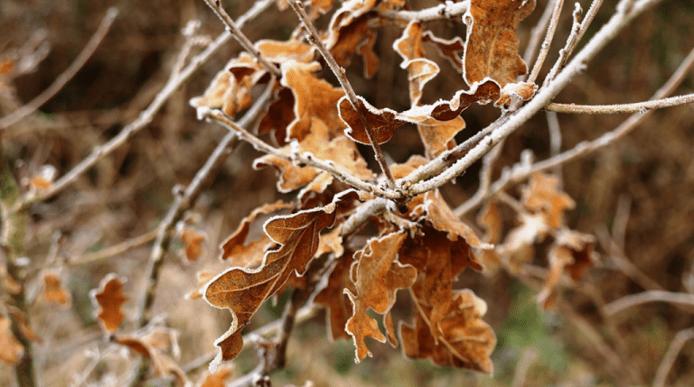 What Does It Mean When Tree Leaves Wilt? | TreeNewal