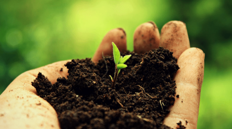 How Do Oak Leaves Affect Soil pH? | TreeNewal