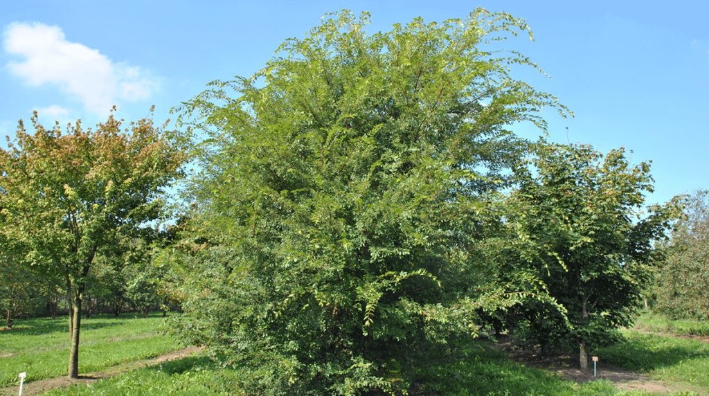The Root System of Oak Trees : The Essential Guide | TreeNewal