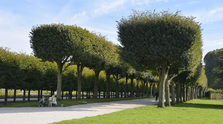 Acorns and Oak Trees: Everything You Need to Know