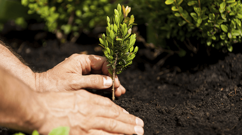 How Far Down Do Tree Roots Go? The Fascinating Answer | TreeNewal