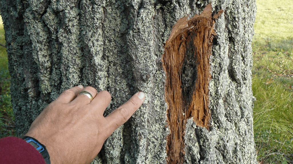 Signs of Oak Wilt: What to Look for in Your Trees | TreeNewal