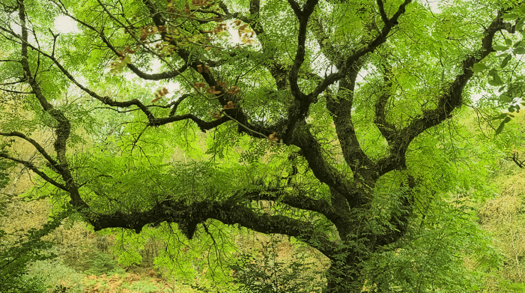 6 Myths & the Truth About Tree Roots: Debunking Common Misconceptions