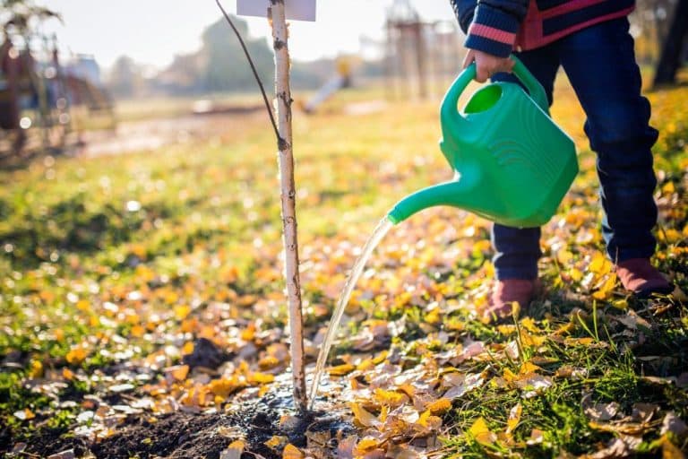 How Much Water Does an Oak Tree Need?: Your Guide to Watering Oak Trees