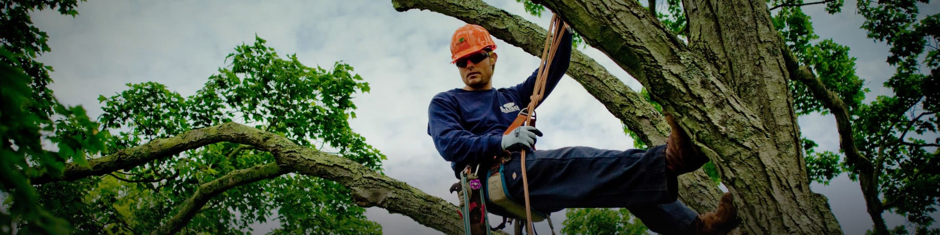 Insured ISA Certified Arborists & tree care experts | TreeNewal