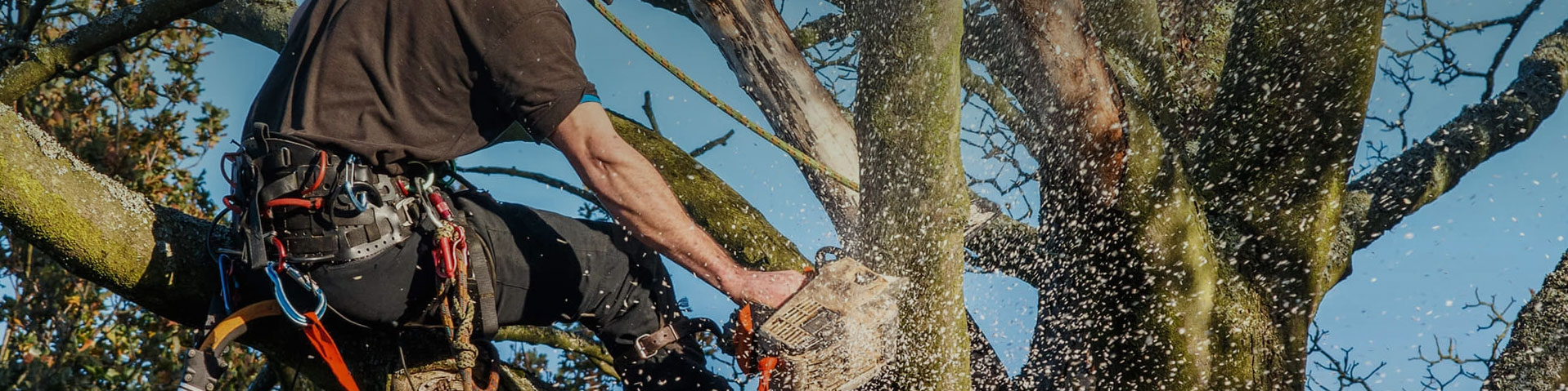ISA Certified Arborist Consultation in Dallas, TX | TreeNewal