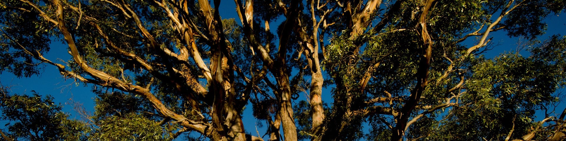 Air Spading and Tree Aeration Service in Dallas, TX | TreeNewal