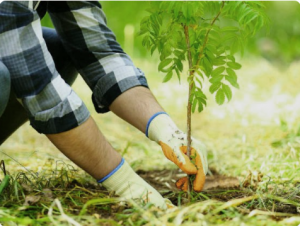 Tree Service in Dallas, TX | ISA-Certified | TreeNewal
