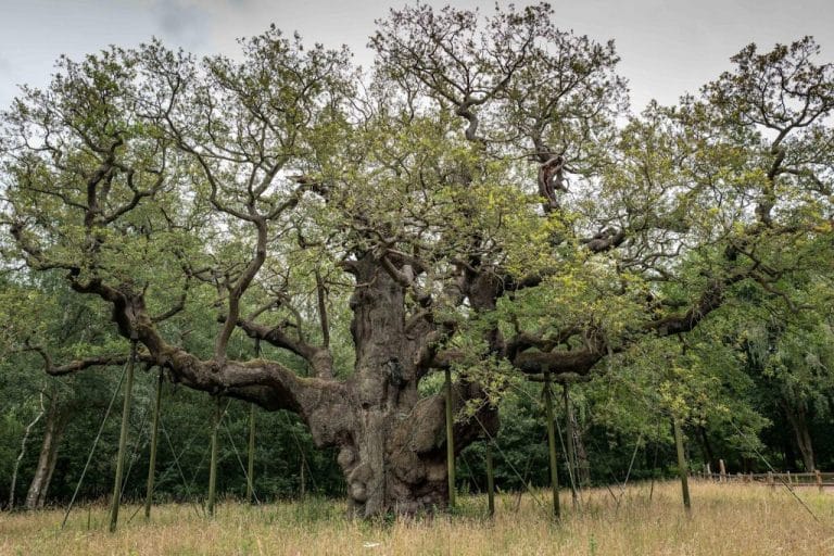 Lacebark Elms: How to Grow a Quick and Tall Tree | TreeNewal