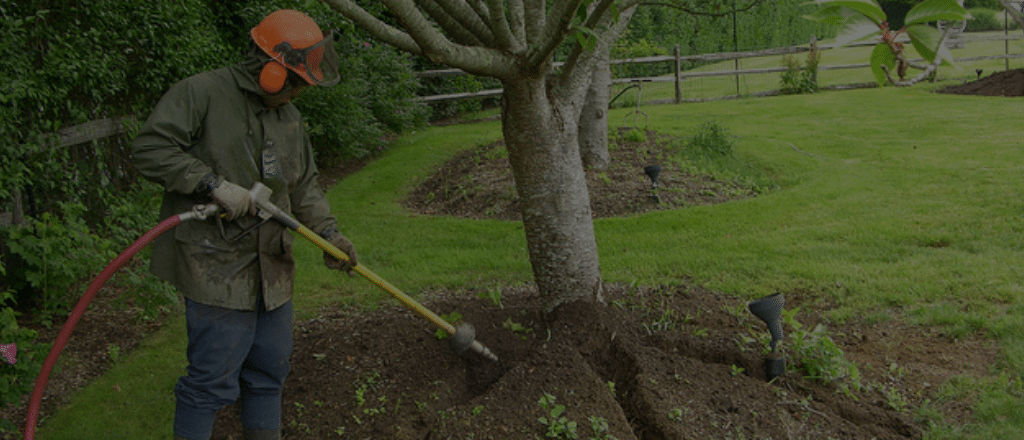 North Texas Tree Nutrition Services | TreeNewal