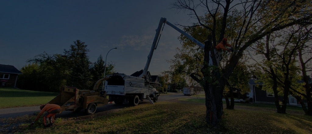 Dallas Oak Wilt Prevention Services | TreeNewal