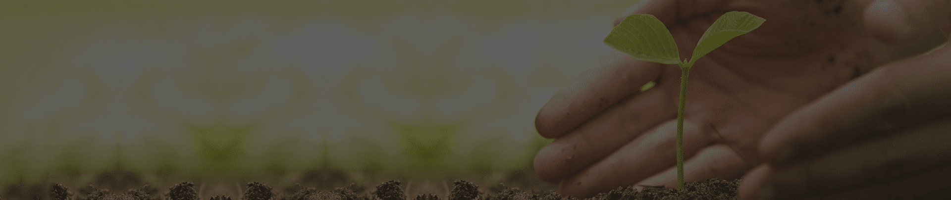 Tree Quality TreeNewal | Certified Arborists