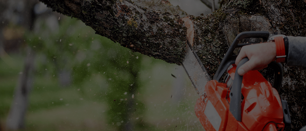 Tree Services In Westlake Texas Expert Treecare Services