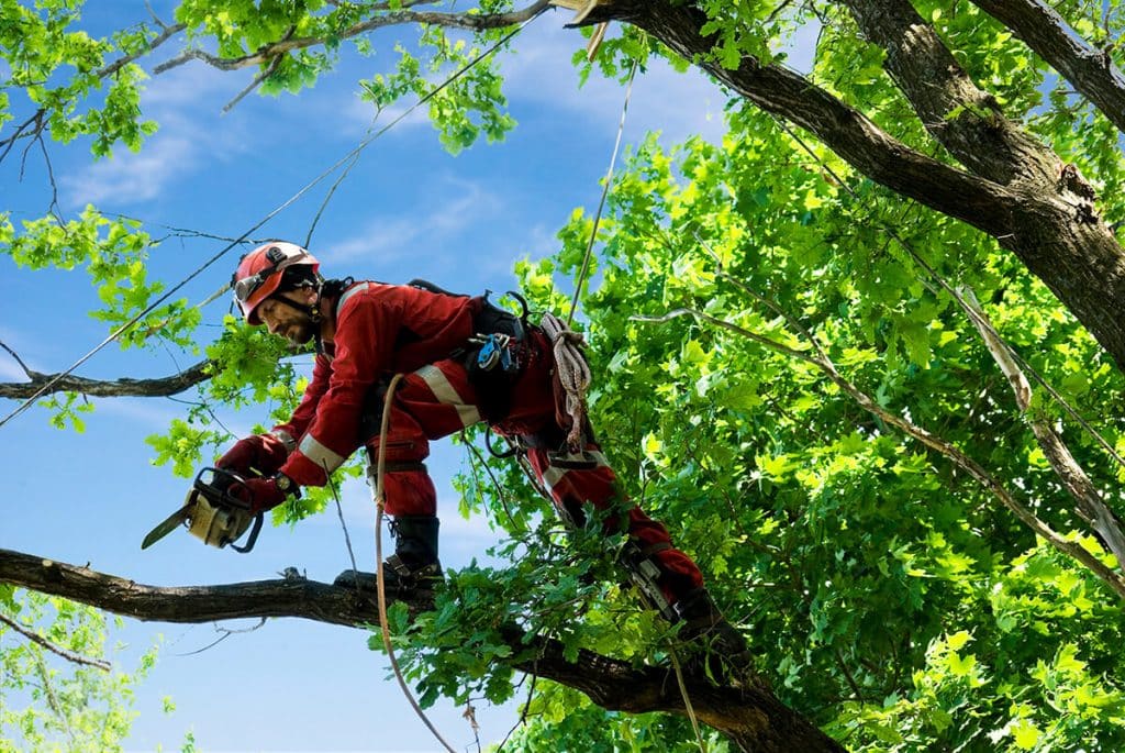 Arborist Southlake TreeNewal