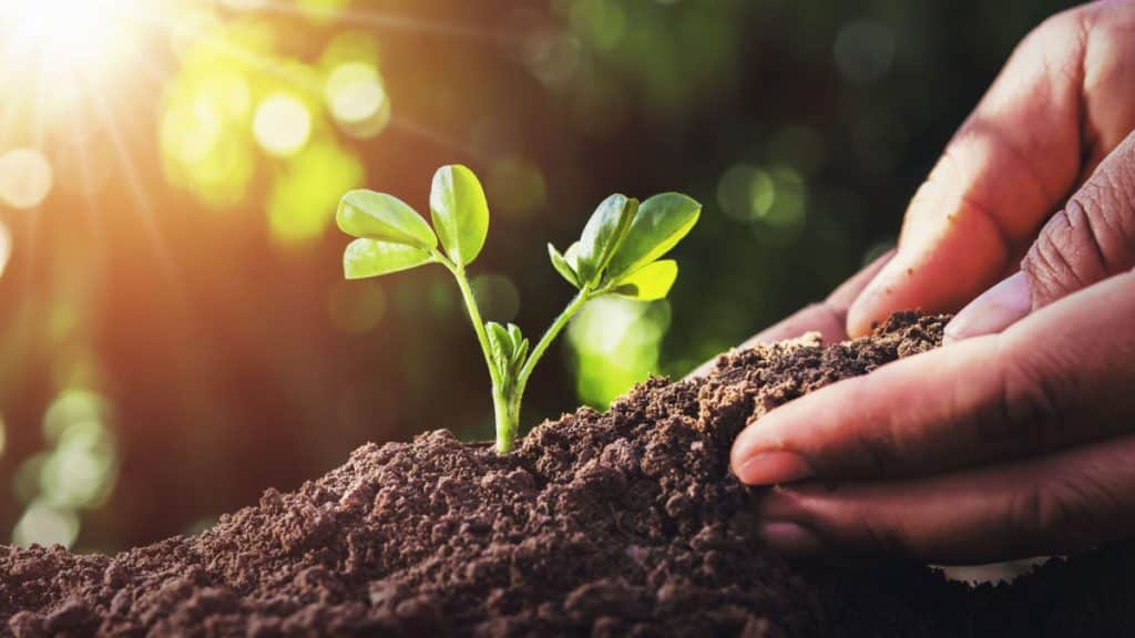 New Tree Planting Techniques | Treenewal