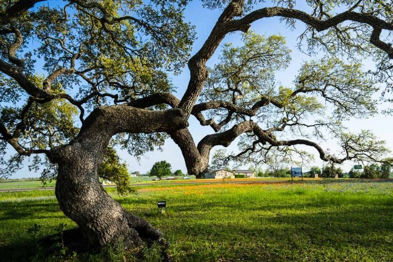 The Average Lifespan and Cycle of an Oak Tree: What You Need to Know ...