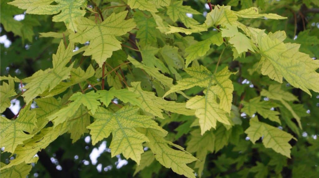 How to Care for a Live Oak Tree: The Only Guide You Need | TreeNewal