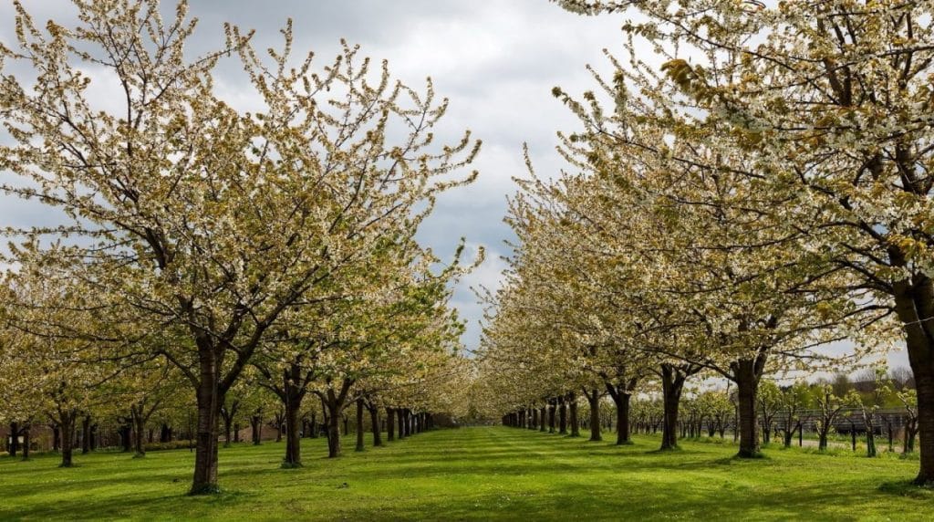 Lacebark Elms: How to Grow a Quick and Tall Tree | TreeNewal