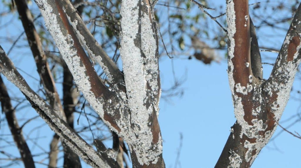 Lacebark Elms: How to Grow a Quick and Tall Tree | TreeNewal