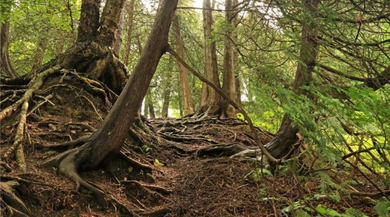 The Pros and Cons of Chinese Pistache Trees | TreeNewal