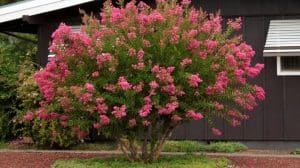 How To Save a Dying Crepe Myrtle Tree | Expert Treecare