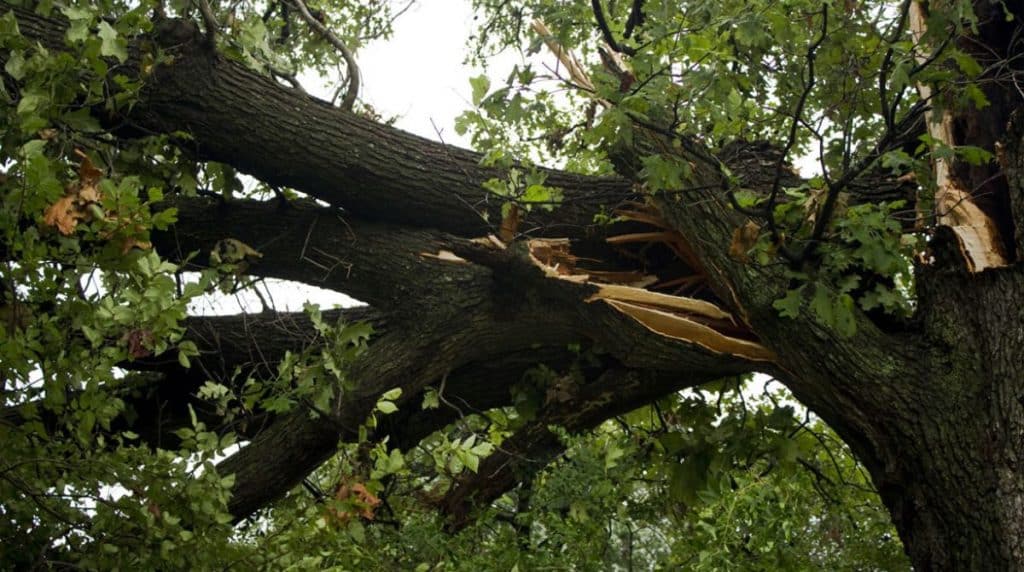 How to Care for Red Oak Trees | TreeNewal
