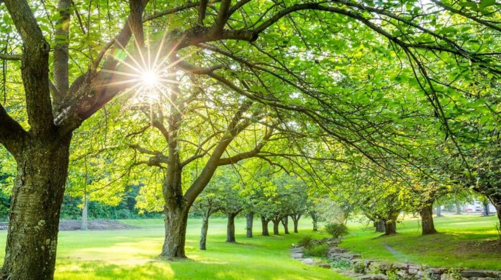 Guide to American Sweetgum Trees in North Texas | Treenewal