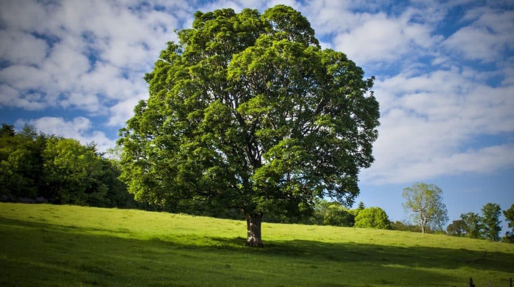 How to Plant a Live Oak Tree: The Ultimate Guide | TreeNewal
