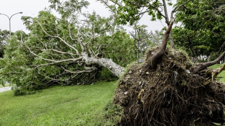 6 Myths & the Truth About Tree Roots: Debunking Common Misconceptions 6 Myths & the Truth About Tree Roots: Debunking Common Misconceptions