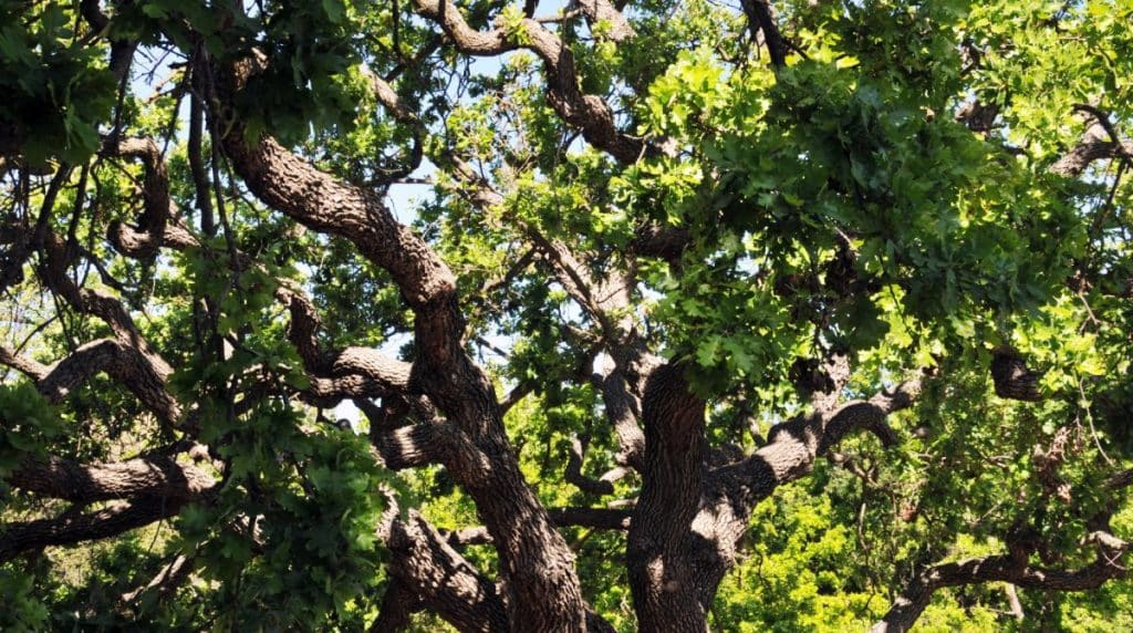 Oak Trees and the Soil: Do They Really Turn the Ground Acidic? | TreeNewal