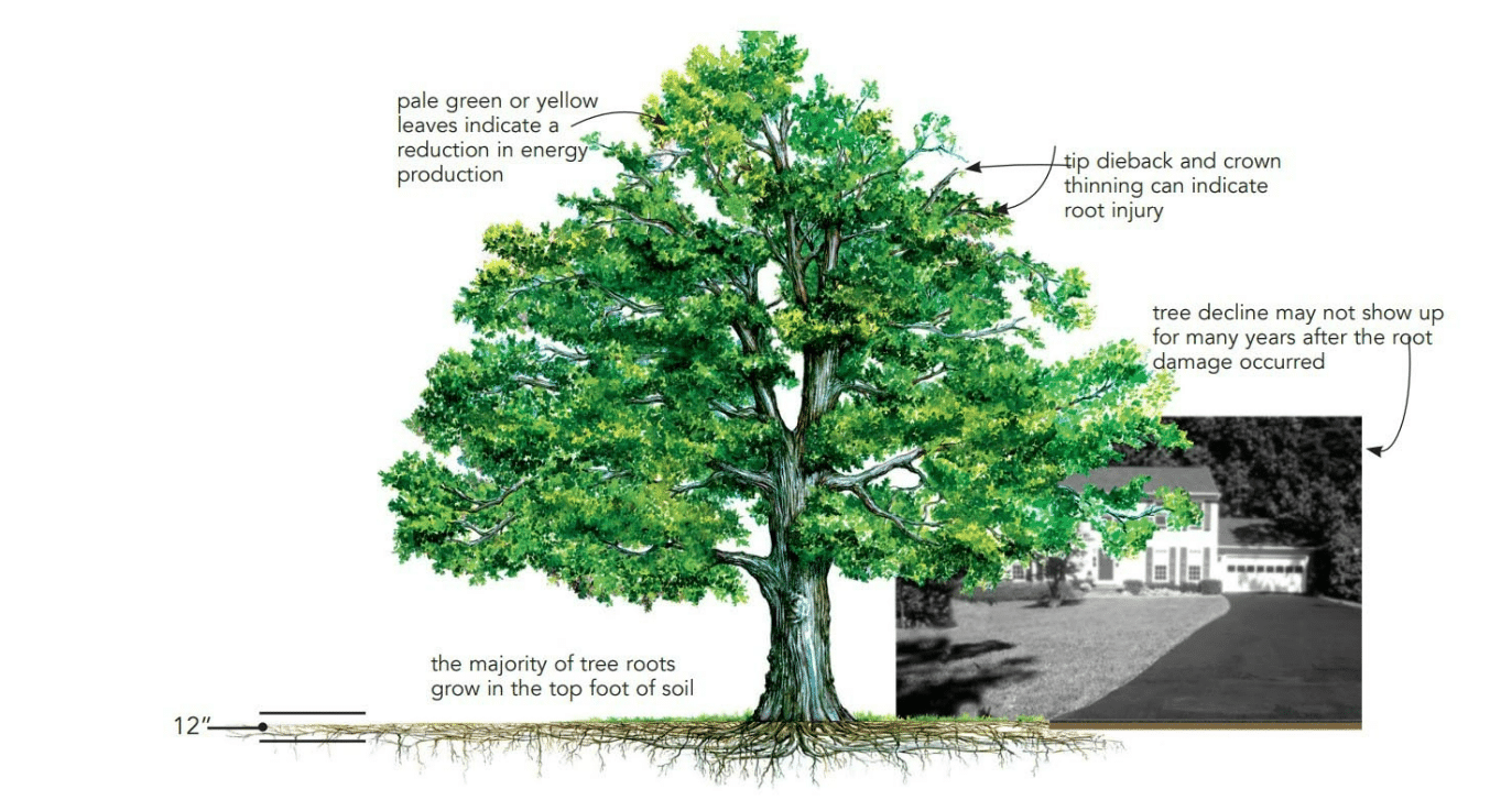 Injured Roots - TreeNewal