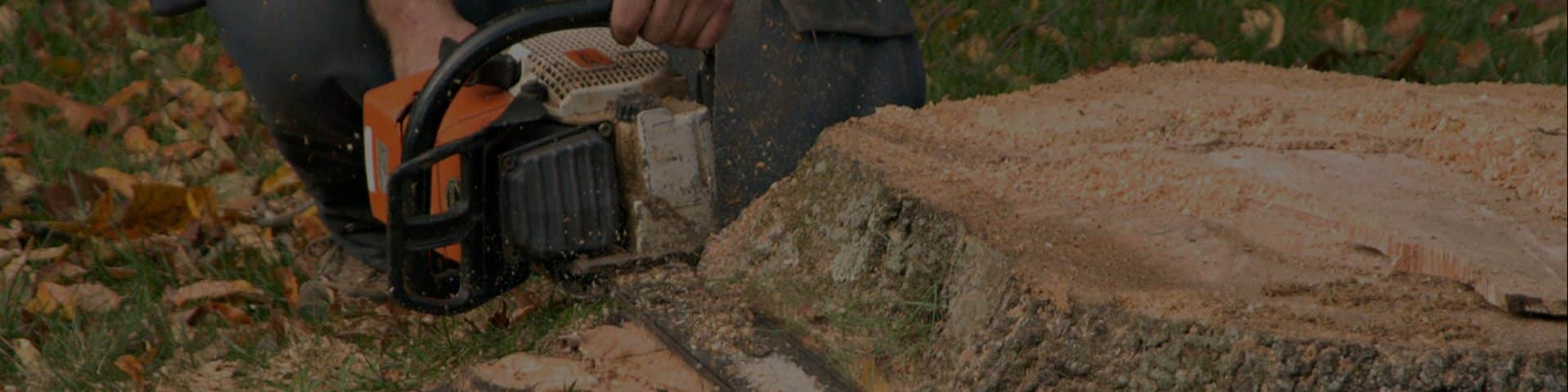 Tree Stump Removal Service in Dallas, TX | Treenewal