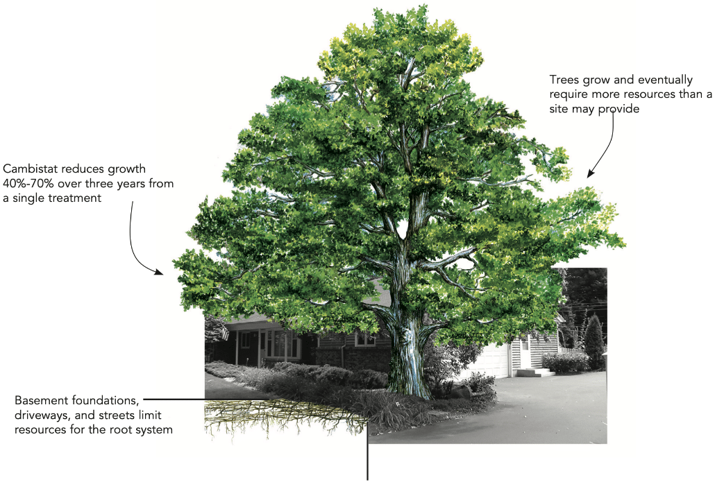 Reduce Growth | TreeNewal Certified Arborist