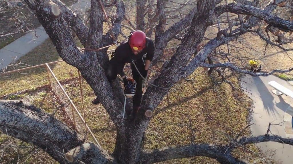 The Best And Worst Trees To Plant Near A House | TreeNewal