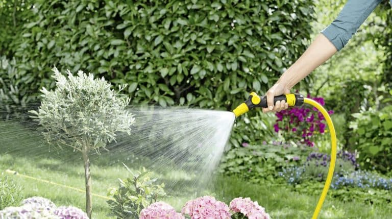 Lacebark Elms: How to Grow a Quick and Tall Tree | TreeNewal