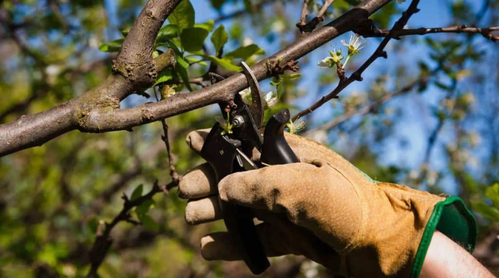 The Effect of Calcium on Your Trees: What You Need to Know | TreeNewal