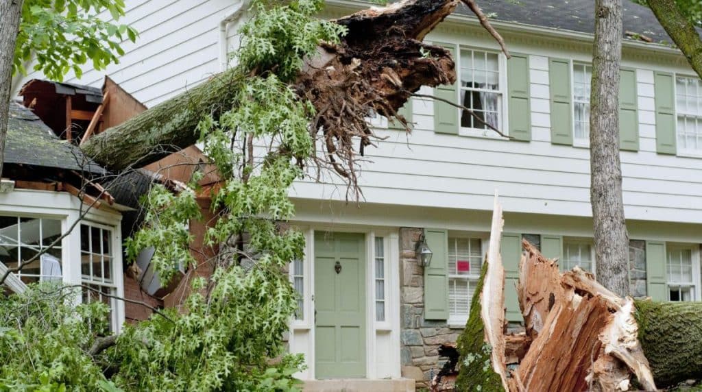 Lacebark Elms: How to Grow a Quick and Tall Tree | TreeNewal