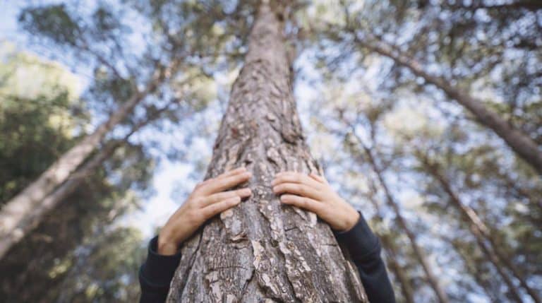 How To Save a Dying Crepe Myrtle Tree | Expert Treecare