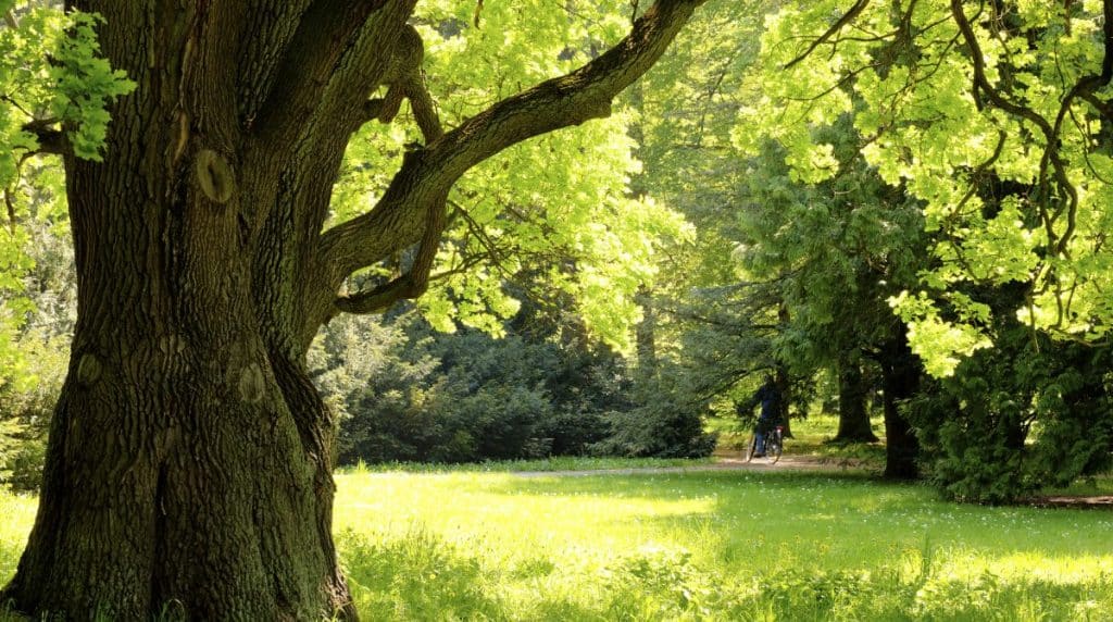 The Average Lifespan and Cycle of an Oak Tree | TreeNewal