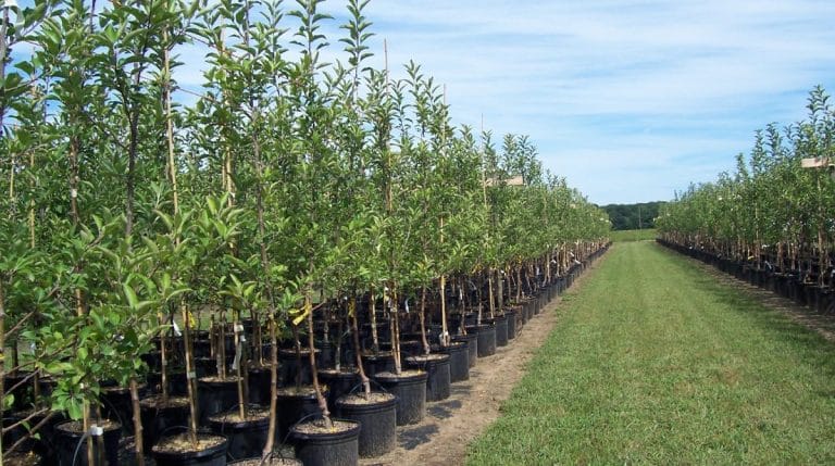 The Root System of Oak Trees : The Essential Guide | TreeNewal